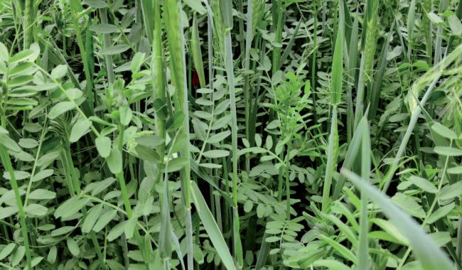 Erbai ilMix | Prodotti | SIS - Società Italiana Sementi