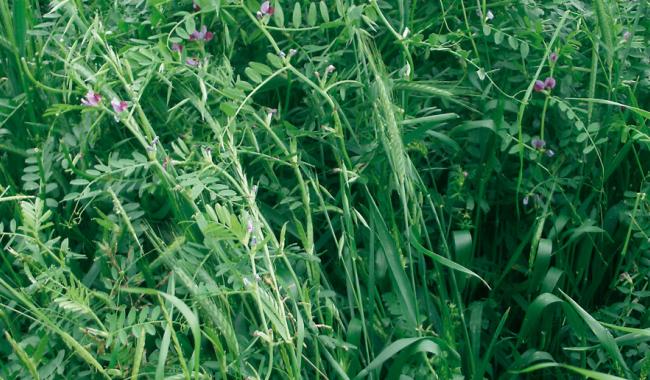 Erbai ilMix | Prodotti | SIS - Società Italiana Sementi