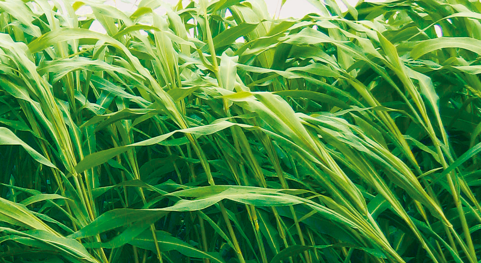 Erbai | Prodotti | SIS - Società Italiana Sementi