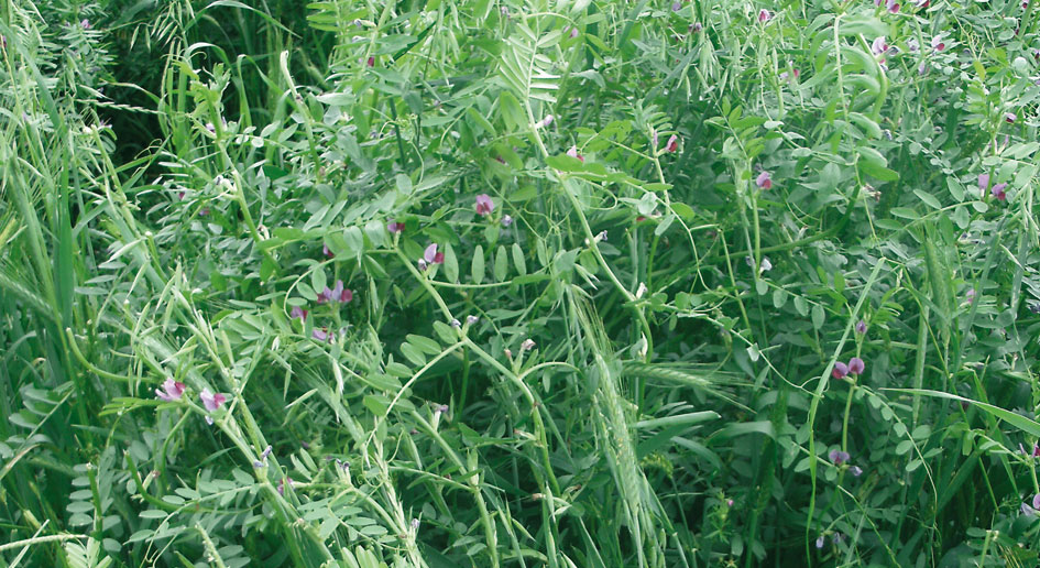 Erbai ilMix | Prodotti | SIS - Società Italiana Sementi